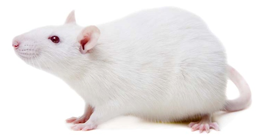 SD老龄大鼠 - 南京智鼠研途生物科技有限公司